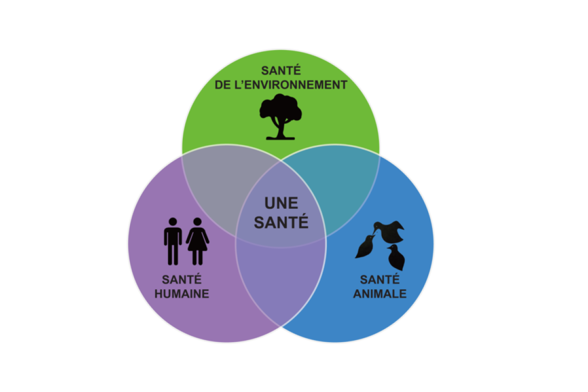 Cycle de conférences One Health et Santé globale - UFR Simone Veil – santé